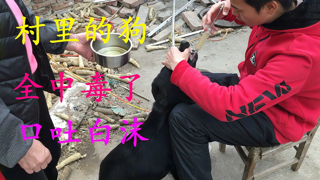 村里的狗子接二连三的中毒,全都是口吐白沫,用仙人掌給它们解毒