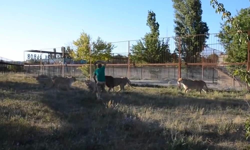最牛的动物管理员,一只鞋摆平一群狮子的战斗,看完不得不佩服
