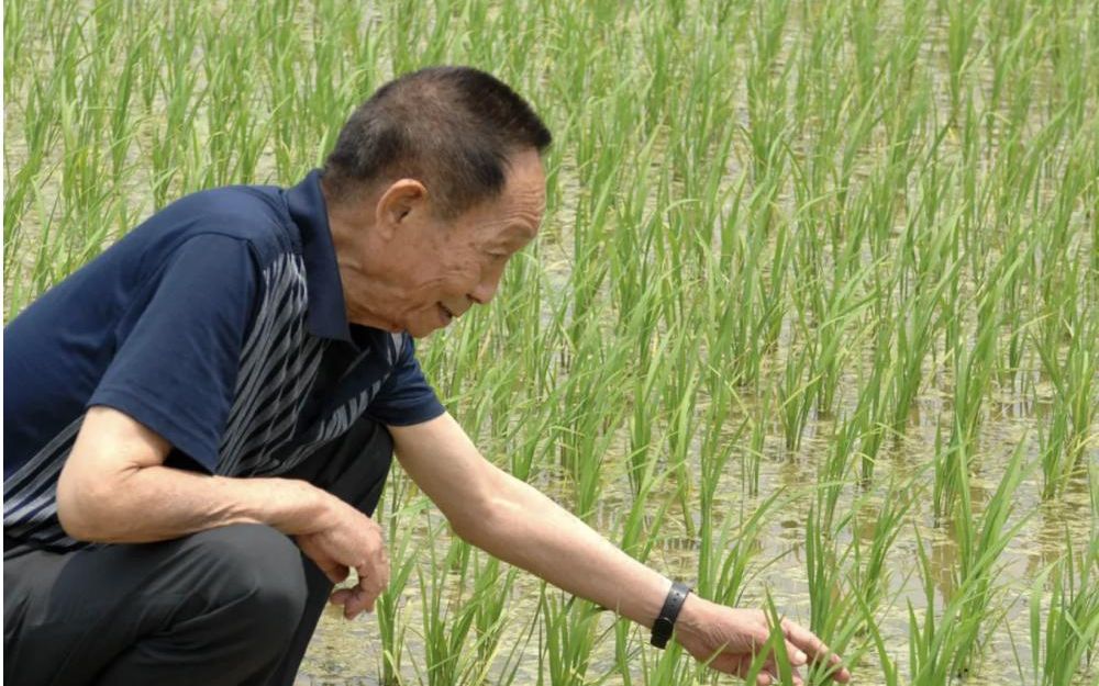 《袁隆平》:袁隆平不畏困难钻研杂交水稻