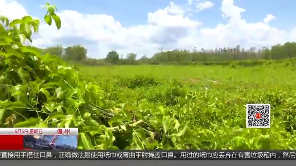 十几亩百香果园支架倒塌 90后创业大学生心痛求助