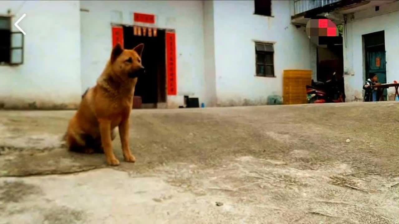 农村这户人家为何一年四季不用关们,看到这只狗,就知道了