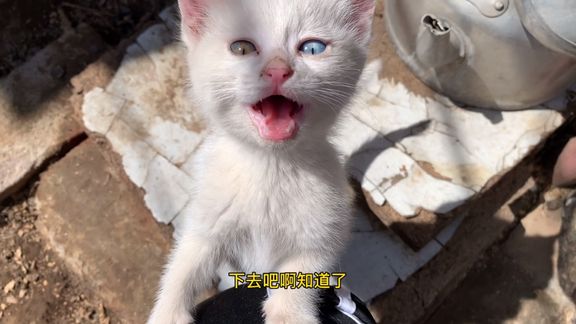 这么会撒娇的小猫咪谁能受得了呀,心都化了