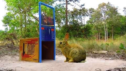 男子教你用纸板箱和两个长管子,制作有吸引力的兔子陷阱