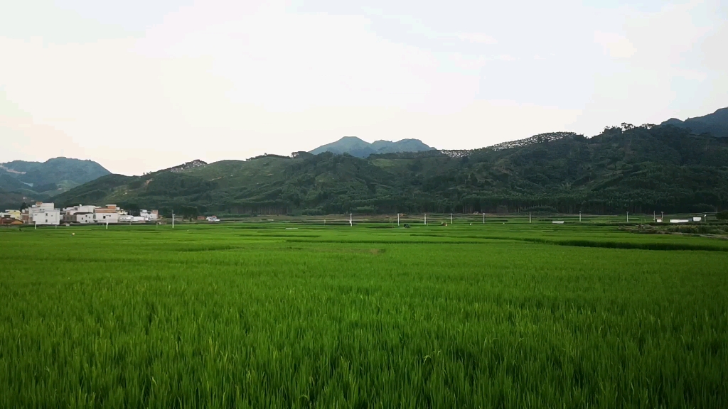 秧盘里的一颗颗秧苗长成了一片绿油油的稻田,插秧、施肥、割稻谷、...