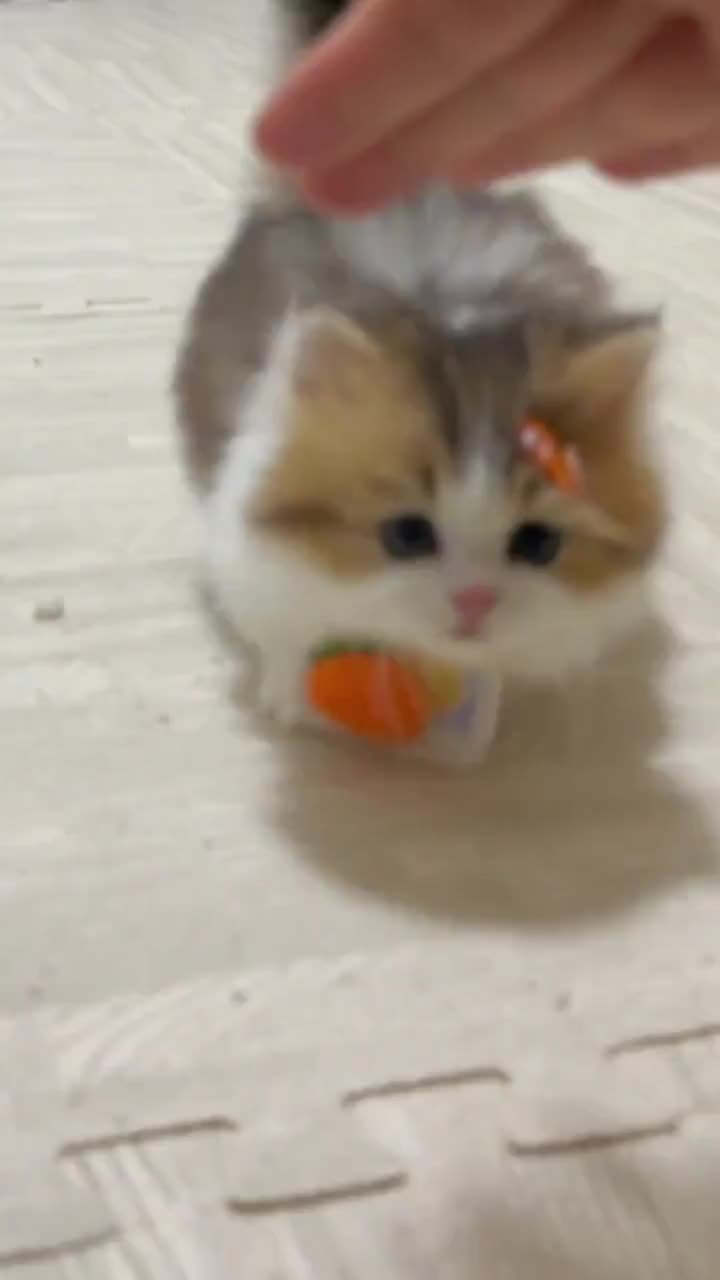 你家的小猫爱你的表现有哪些?