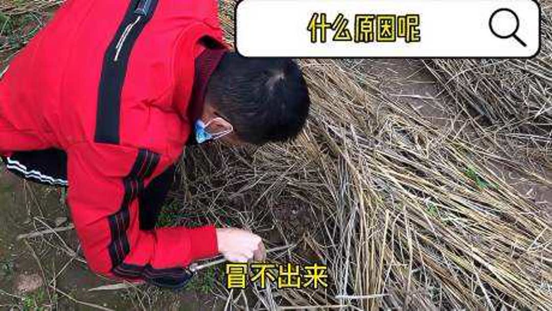 超哥第二批菇迟迟不生长,是什么原因呢?今天带大家一探究竟。