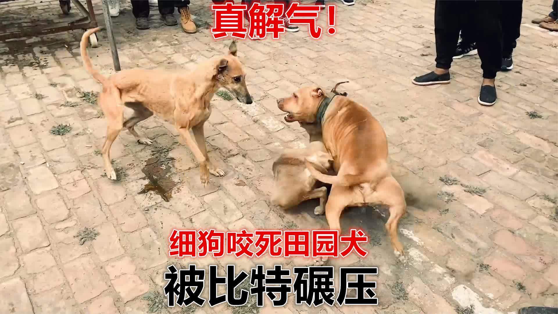 细狗咬死六七只田园犬惹众怒!比特出战瞬间碾压完虐俩细狗!解气