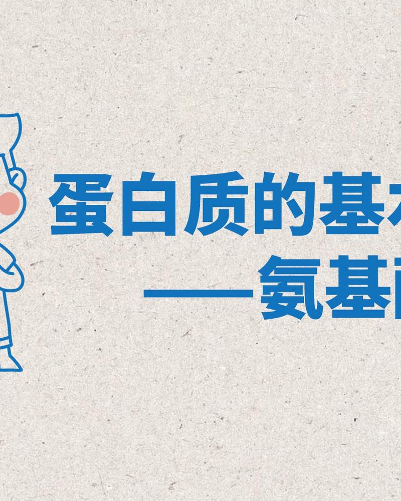 蛋白质的基本单位-氨基酸