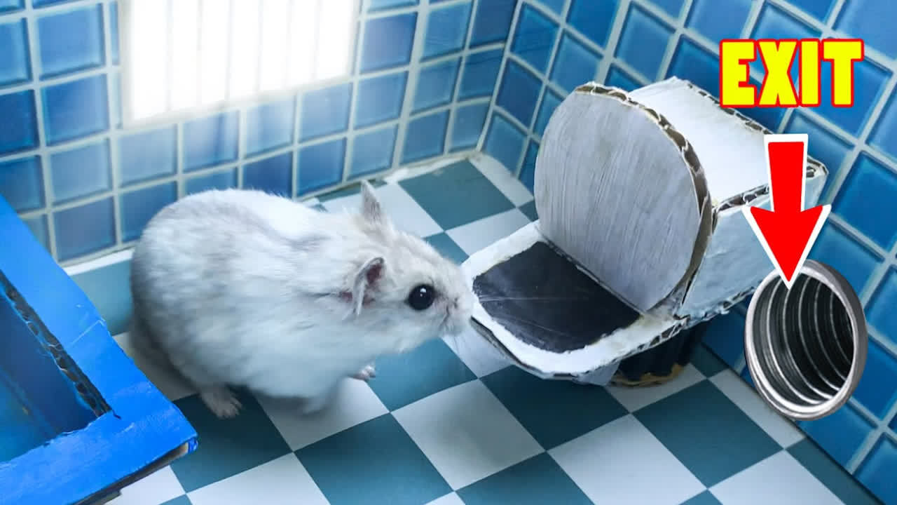 爱玩的仓鼠:厕所遇到仓鼠逃离,结果一直在走迷宫!