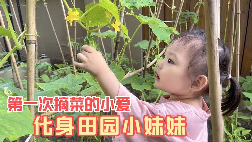 两岁的小爱去种地,过程有点小坎坷,但还是得到了自己的劳动成果