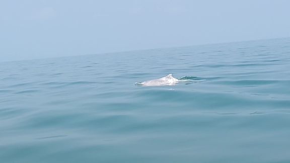 我在大海上看白海豚跳舞