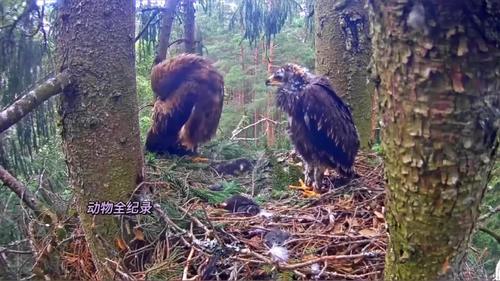 电能转动能,动能转机械能,磁动力发动机就是这么简单