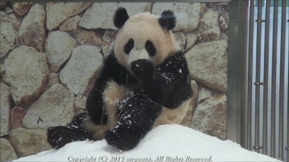 熊猫摔跤瞬间合集,后仰翻滚萌翻众人!