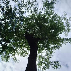 绿皮火车自由行 