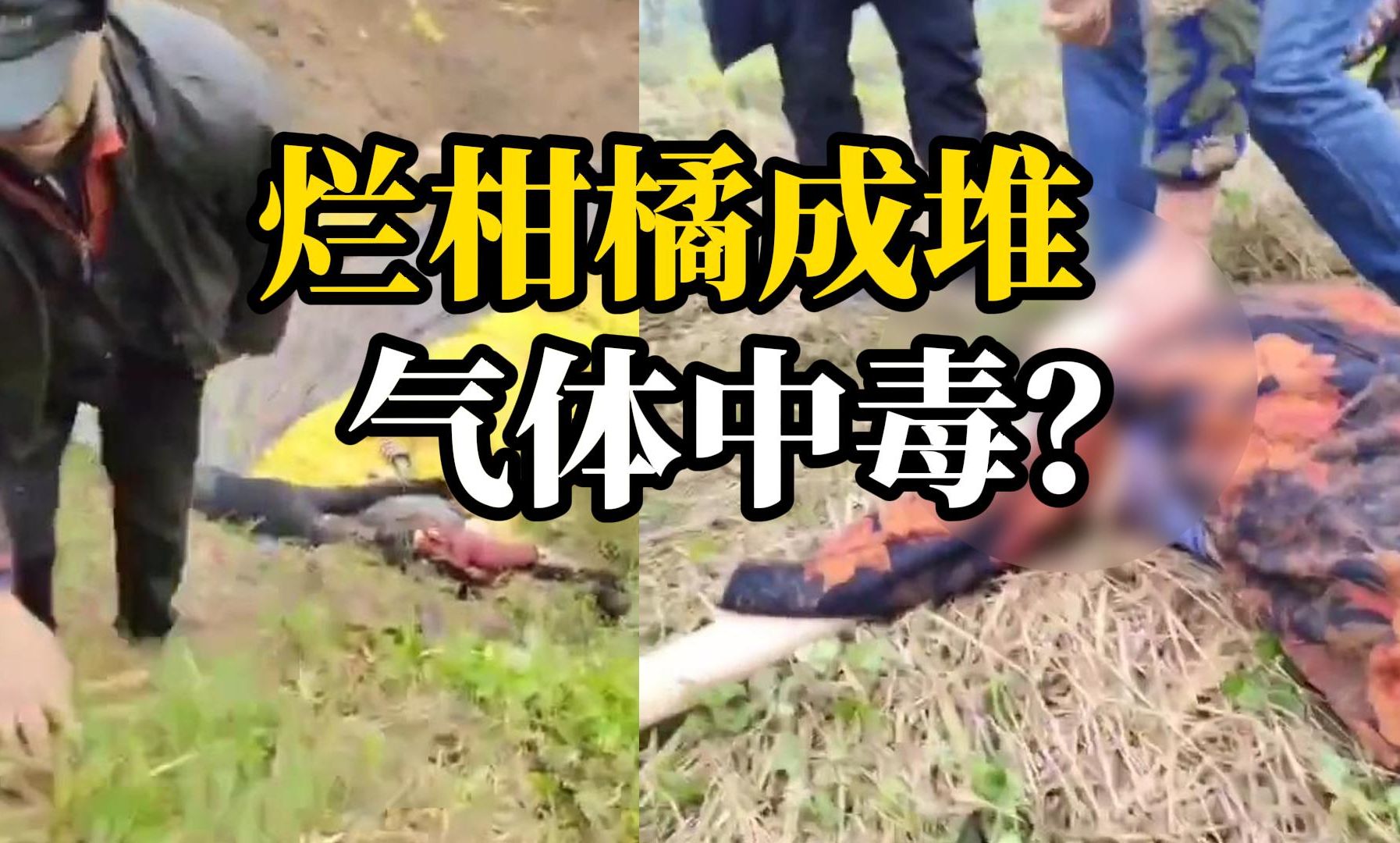 重庆开州大量柑橘堆放疑产生有毒气体,多名村民晕倒3人死亡