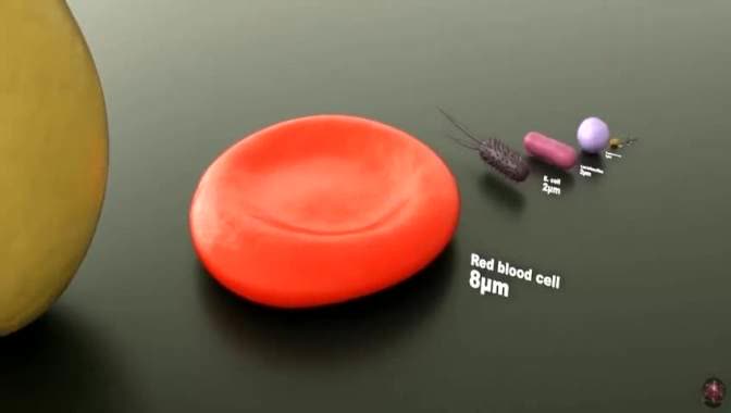 常见微生物大小比较 原来病毒和细菌细胞个头大小差那么多