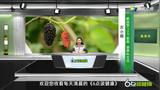 每天一杯桑果茶,补血养颜、抗衰老