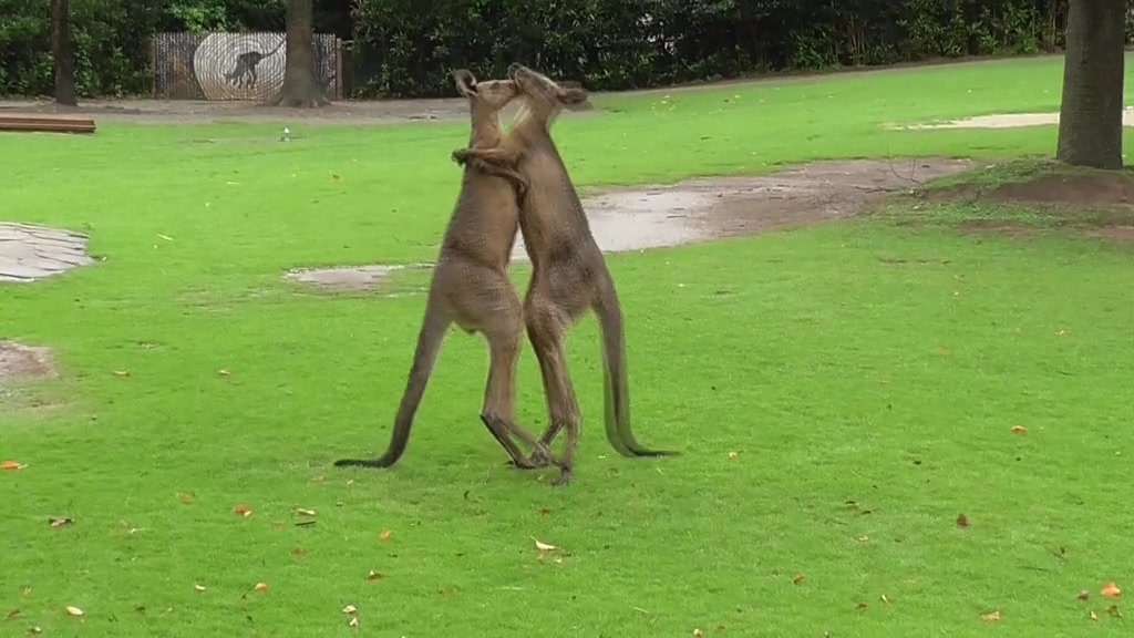 最新高清实拍袋鼠打架,满满的压迫感,一般人干不过它