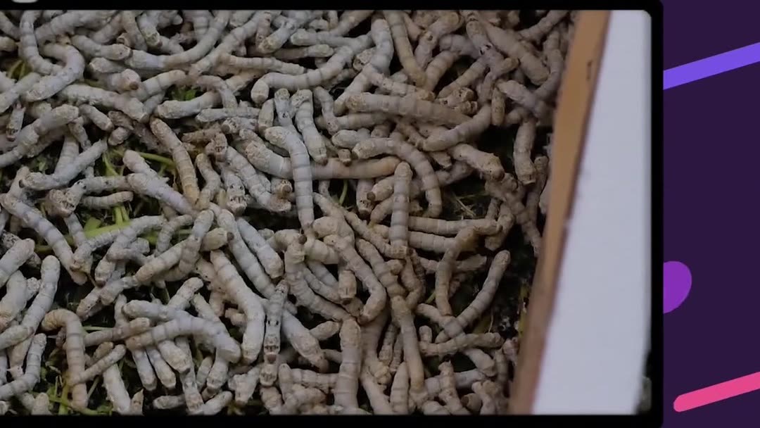 蚕宝宝应该如何饲养呢?