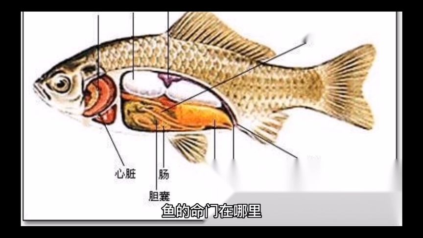 鱼的命门在哪里