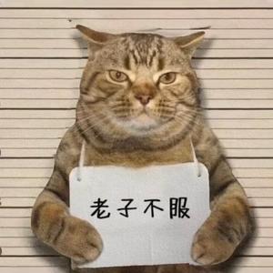 宾果 