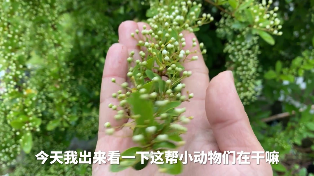 下雨天带你们看神奇的小动物们,太有意思了