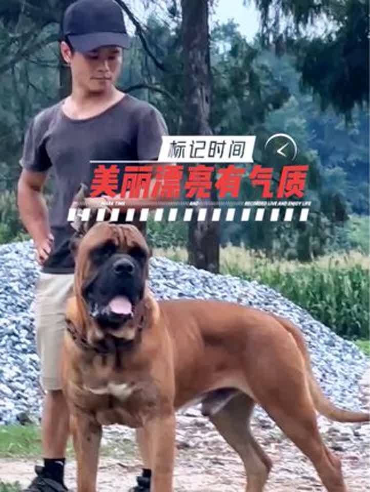 #卡斯罗 #适合家养的大型犬品种推荐 #不务正业的养狗人 -...