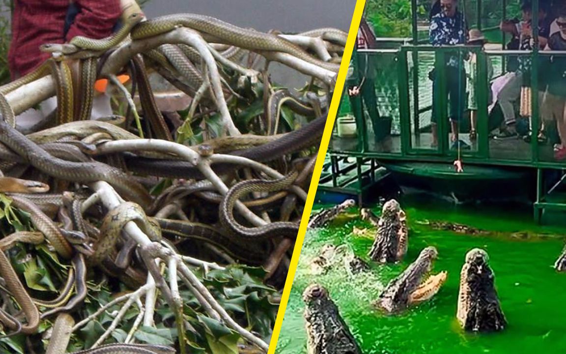 八大禁区!盘点世界上最危险地方,泰国鳄鱼池,巴西蛇岛