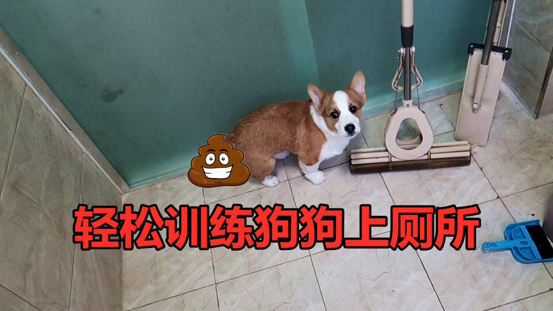 还在为狗狗随地大小便发愁?简单一招,轻松训练狗狗上厕所