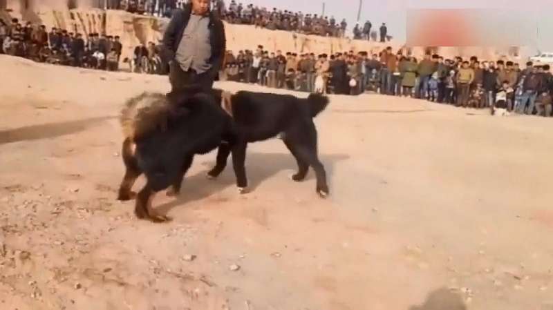 上千人围观的“鬼獒与原生藏獒”斗狗比赛,太精彩了!