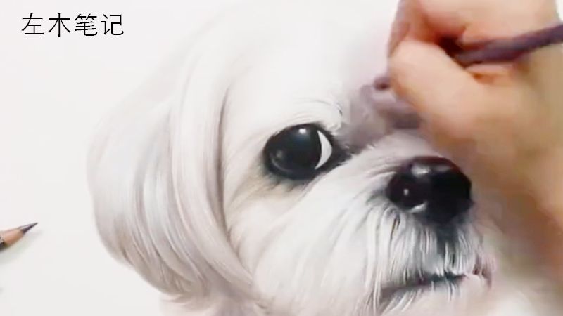 家里养了宠物犬,极其可爱、简笔画教程少儿美术,超级逼真,学习