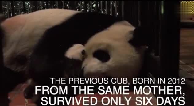 刚刚出生的大熊猫和熊猫妈妈