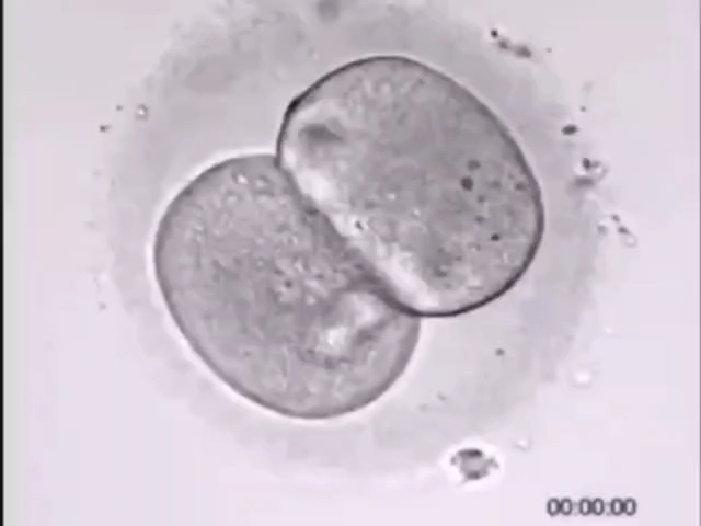 一个生命的诞生历程,你悟道了吗?