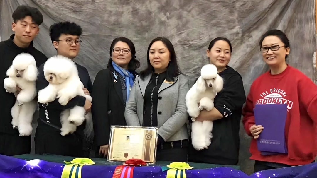 泰安宠物美容价格表? 泰安学习宠物美容需要多长时间?