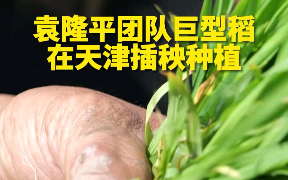 袁隆平团队研究的巨型稻在天津插秧种植!