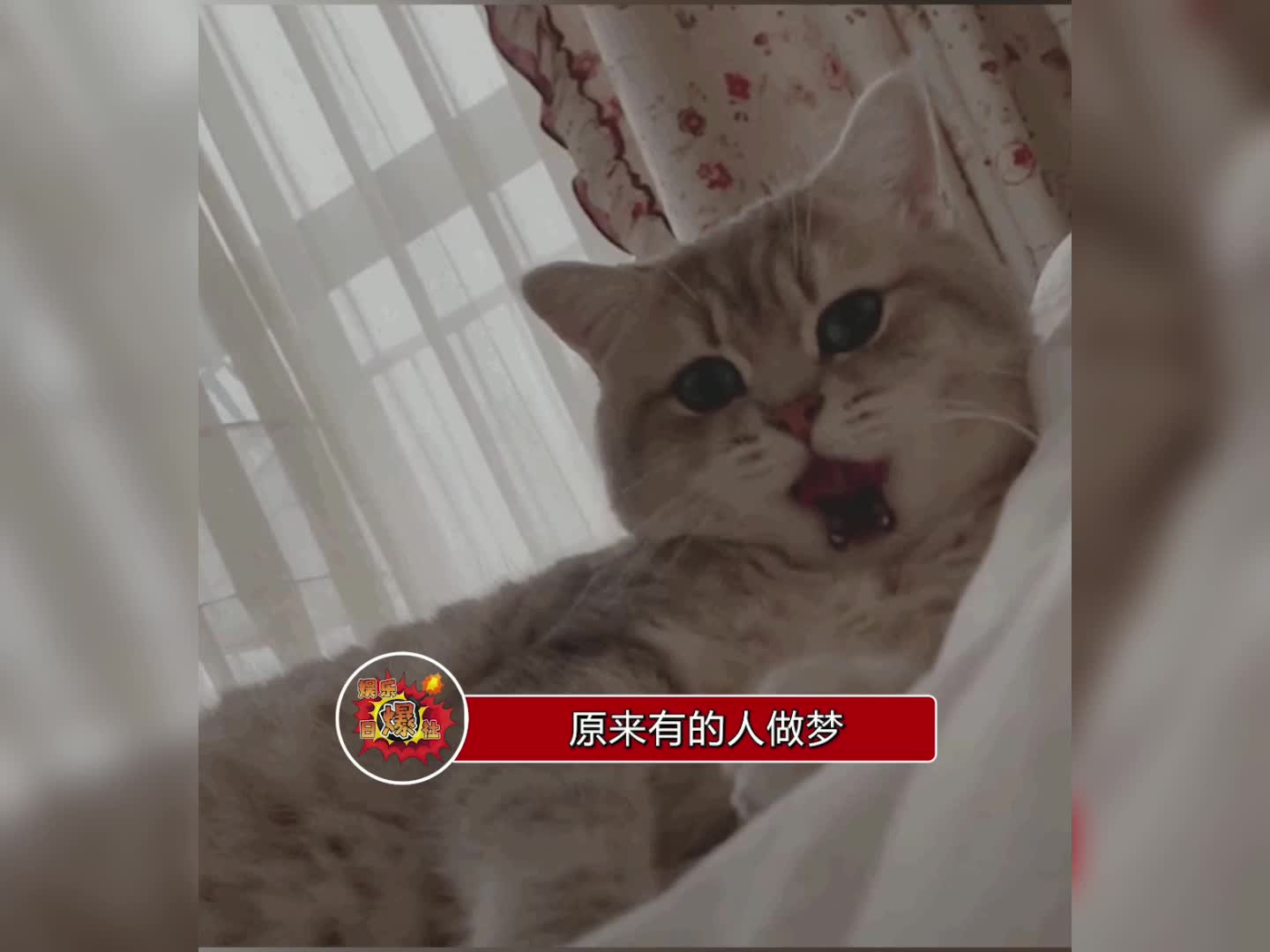 原来每个人的梦都不一样呀,那你的梦是什么样的呢?