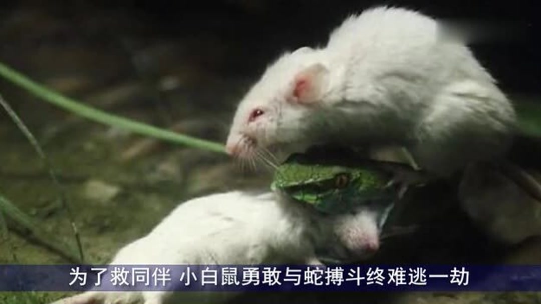 为了救同伴_小白鼠勇敢与蛇搏斗终难逃一劫.mp4