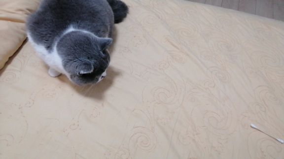 穷人家的猫咪,一根棉签可以嗨半天ߘ