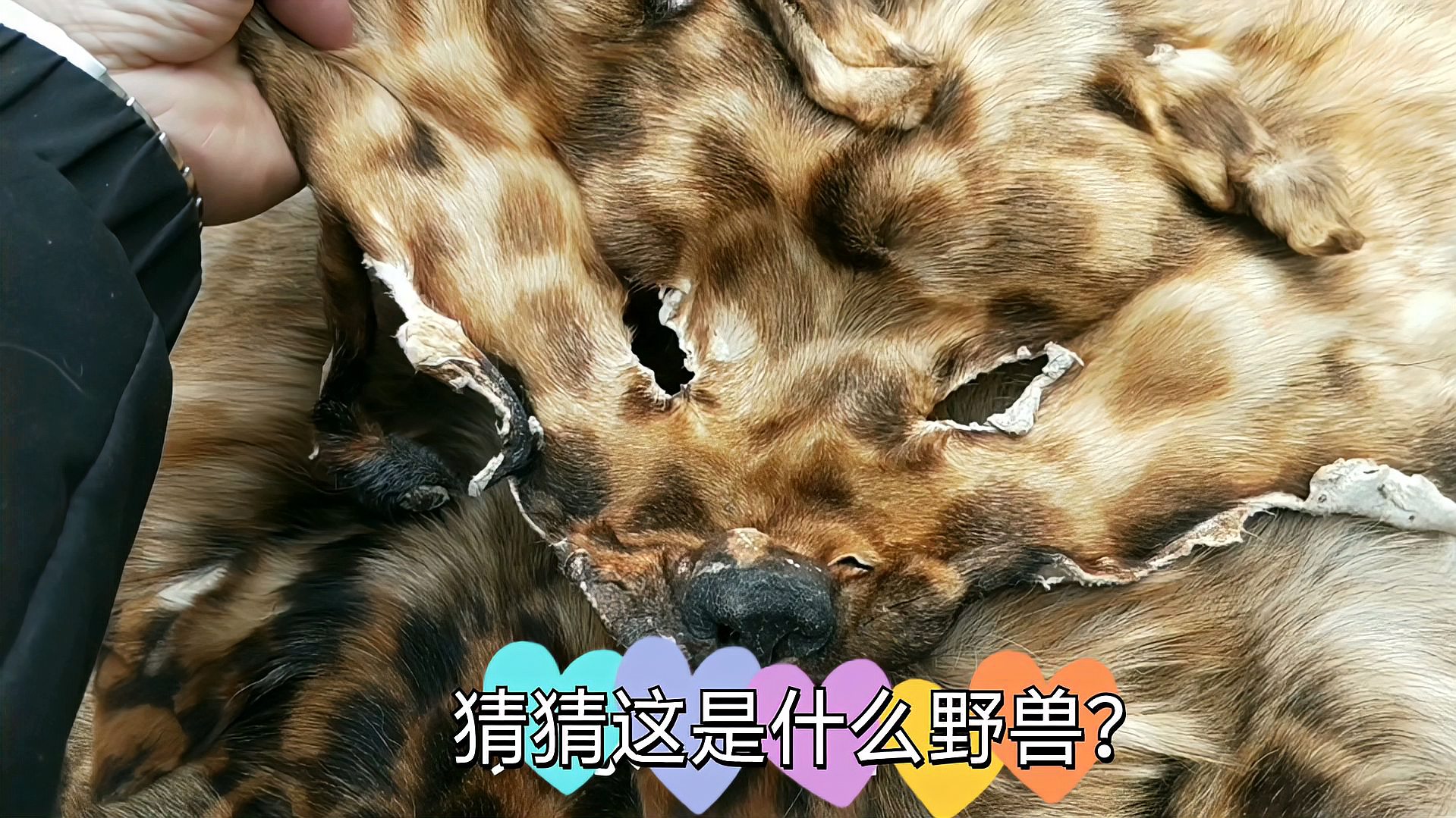 羊皮160~380块钱之间便宜吗?这种野兽见过没?马磴的用处