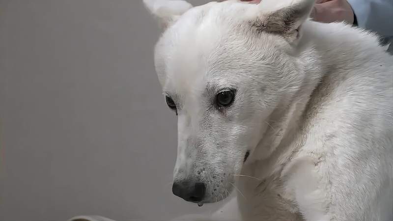 郑州狗主悬赏1000万寻狗,是一只退役军犬,为国家做出了巨大贡献