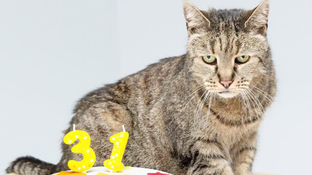 最长寿的猫,年龄相当于人类的144岁,堪称猫界"老祖宗"