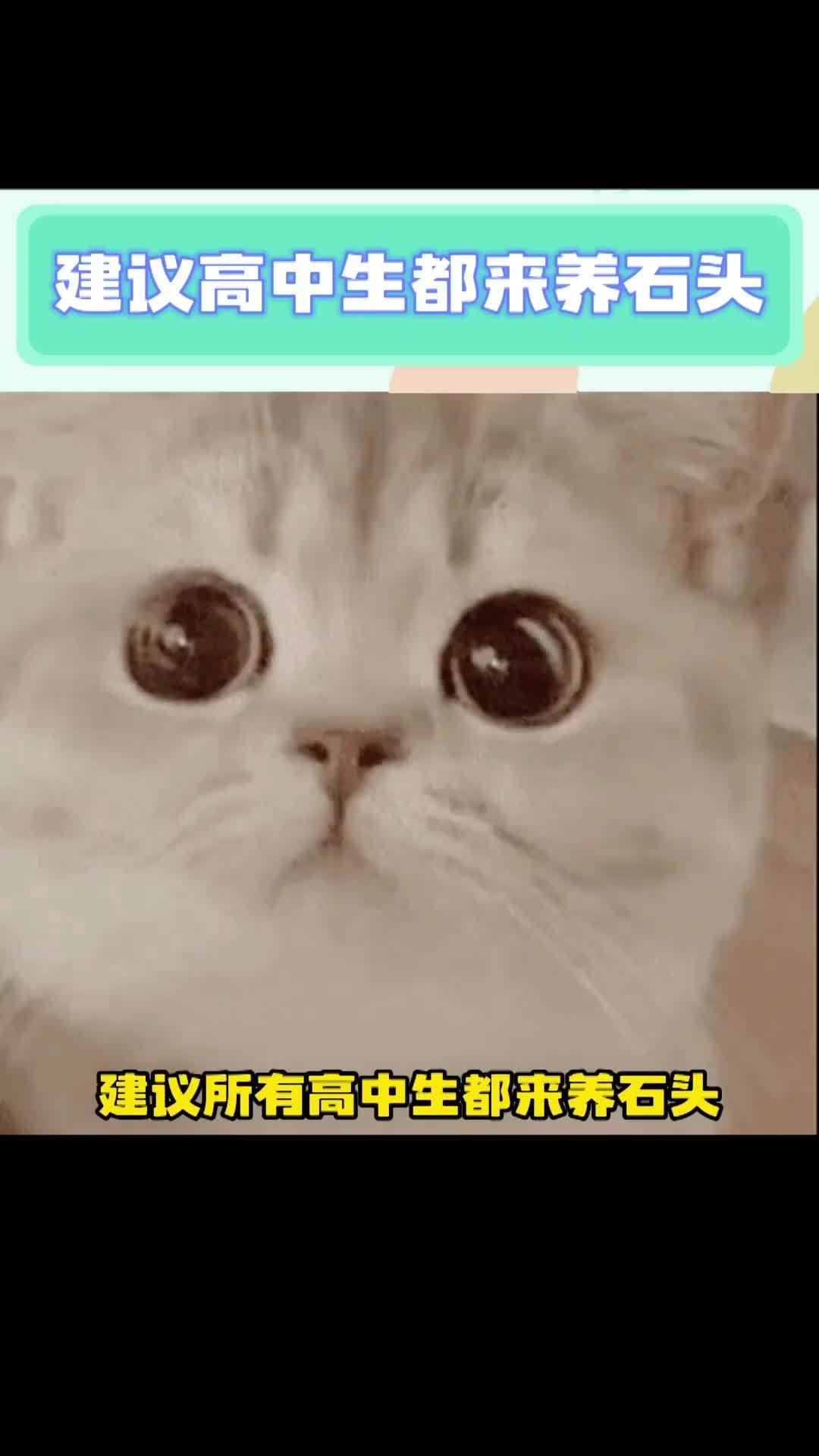 建议高中生都来养石头一款很省时省力的宠物宠物