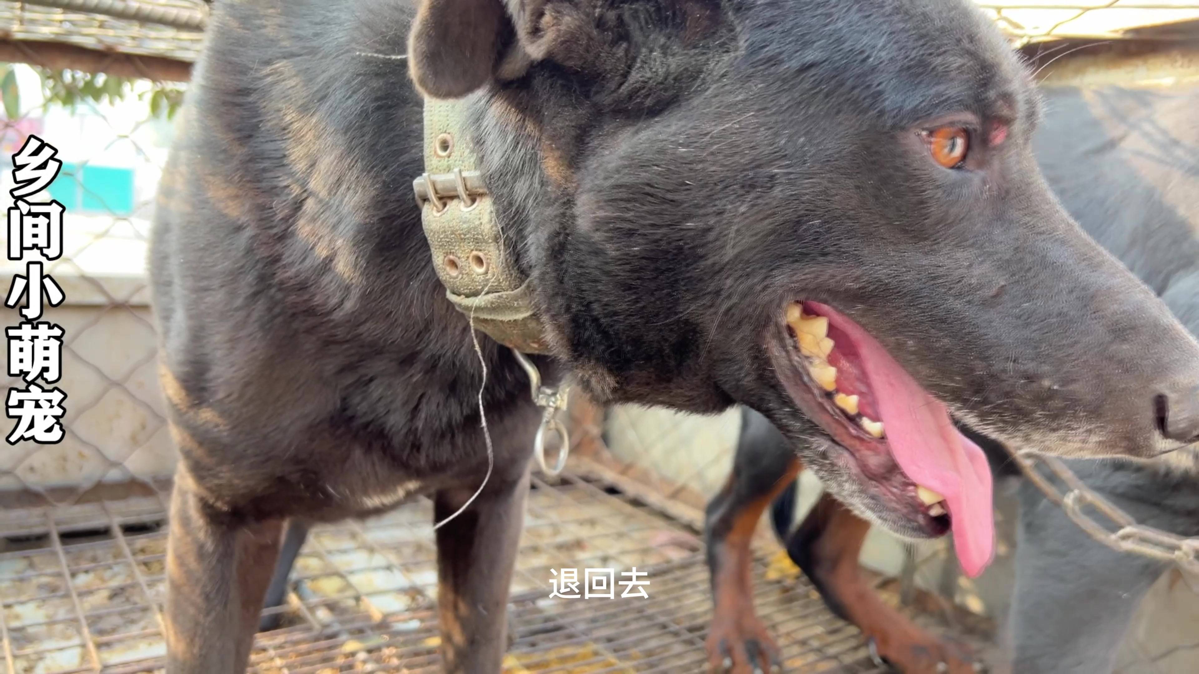 打架王者主人卖狗肉车,露出凶恶的獠牙咬狗,打狗棍拿来立刻变怂