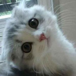 吃肉的小猫 
