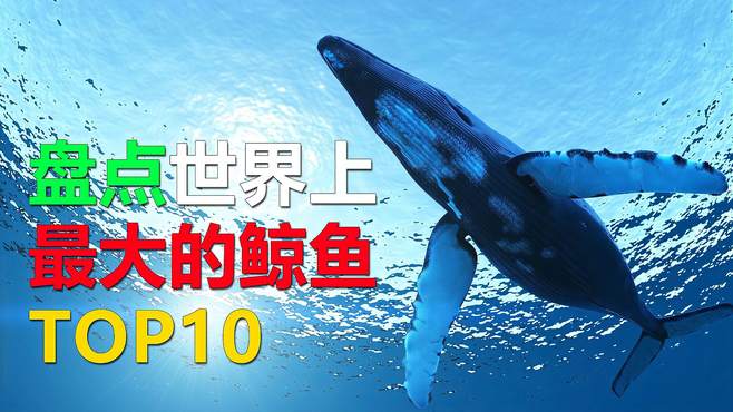 盘点世界上最大的鲸鱼top10,深海巨兽还是个音乐家
