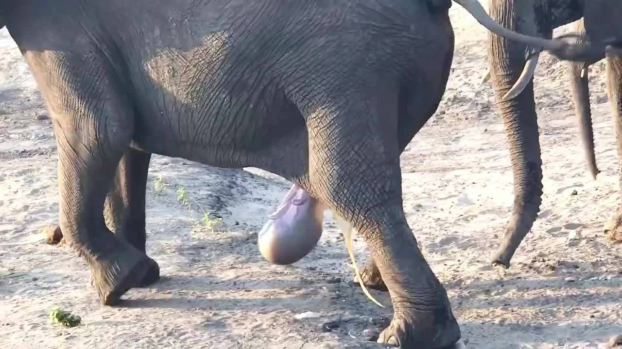 大象妈妈痛苦生宝宝,母爱真伟大 #神奇动物在抖音