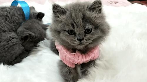 母猫生下一只特别的小奶猫,撒娇卖萌求抱抱,却被主人无情拒绝