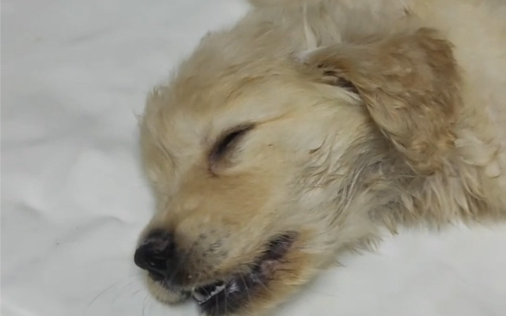 犬细小+冠状治愈全过程