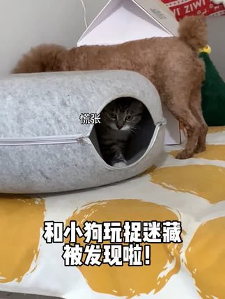 经常被问猫和狗一起养会不会打架,其实他俩玩得很好经常一起捉迷藏#...