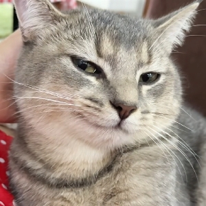 超级可爱的壮壮 